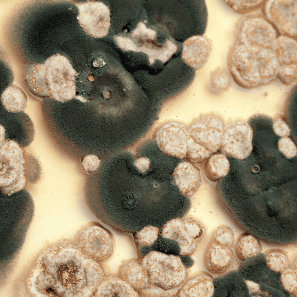 How to Effectively Clean Mold from an Inflatable Hot Tub ...